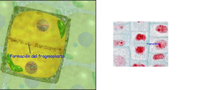 Célula Vegetal Mitosis